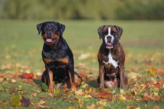 5 curiosità sui molossi: alla scoperta di questi meravigliosi cani | amusi