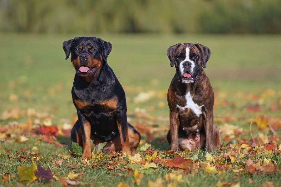 5 curiosità sui molossi: alla scoperta di questi meravigliosi cani | amusi